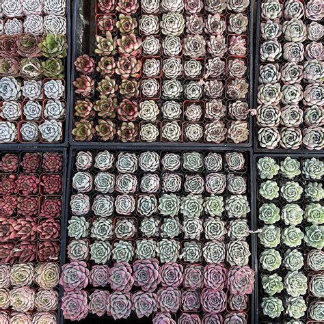 64 Assorted Succulents The Next Gardener Thenextgardener
