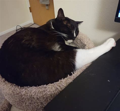 Warm Fuzzy Tale Lous Story • Seattle Area Feline Rescue