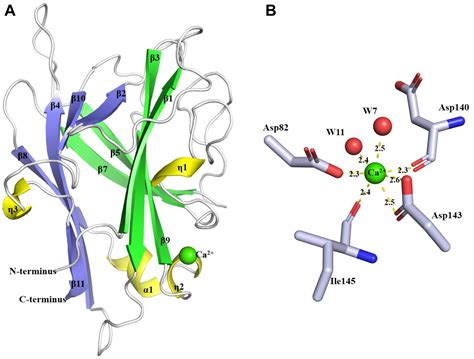 Identification And Structural Analysis Of A Carbohydrate Binding Module