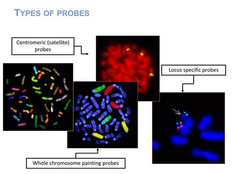 Fluorescent In Situ Hybridization Technique Pptx Biological Sciences Science