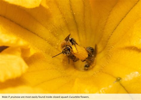 Hoary Squash Bee Peponapis Pruinosa Bee Watching