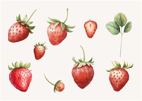 Premium Vector Watercolor Strawberry Collection