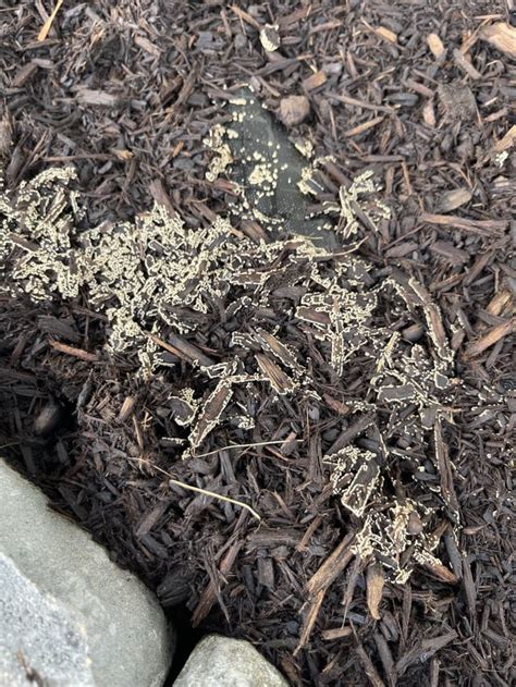 Please Help Me Identify These Bugsfungus Rgardening