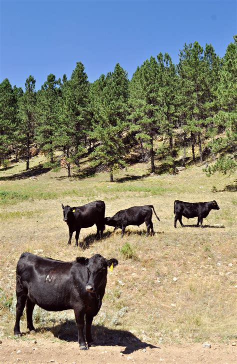 Lowry Livestock Grass Range Mt Farm Life Montana Livestock