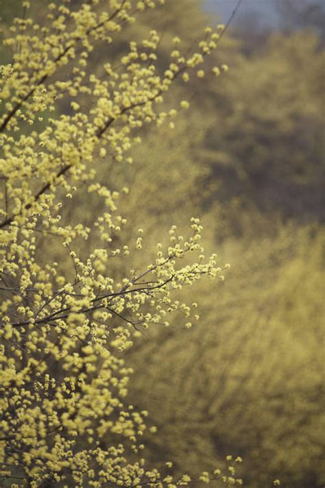 无人 竖图 室外 特写 白天 正面 美景 阴影 朦胧 模糊 盛开 光线 影子 景观 花蕾 花 花瓣 花朵 鲜花 黄色 阳光 自然 花苞 花蕊