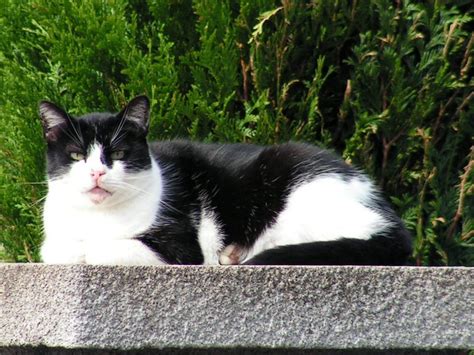 Chatte