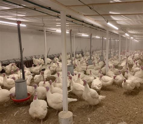 Revolutionize Poultry Lighting With Hontech Wins Programmable Light