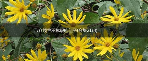 形容领导不称职的句子 合集21句