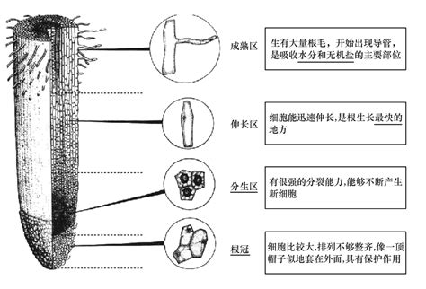 初中生物：考前必看的初中生物结构图 功能