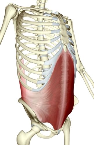 Profiling Muscles Transverse Abdominis Drummond Education
