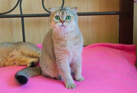 Шотландская вислоухая кошечка купить в Санкт Петербурге цена 6 000