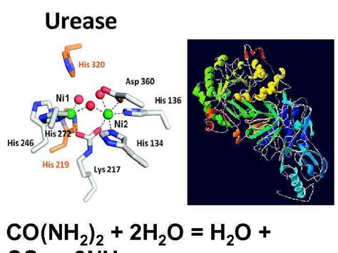 Вiochemistry Of Enzymes Enzyme Classifcation 1 Oxidoreductases
