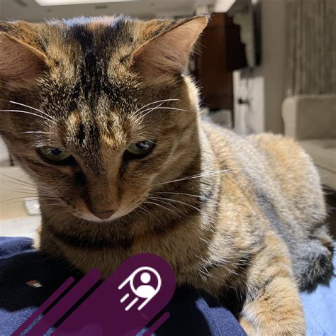 罷免缺衣不可 罷免謝衣鳯 Xihu