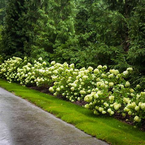 Little Lime Hydrangea Buy Little Lime Hydrangea The Tree Center