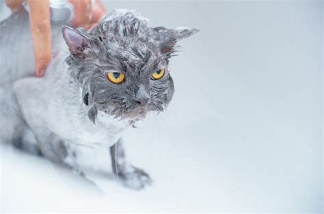 Do Cats Need Baths