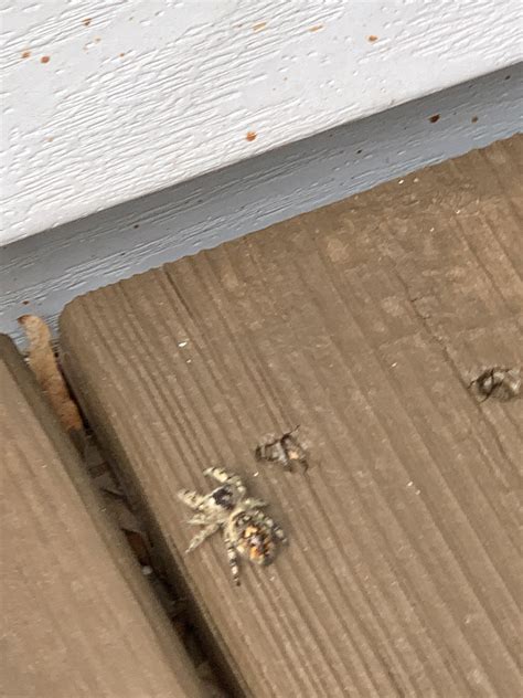 Spider In Raleigh Nc Rspiders