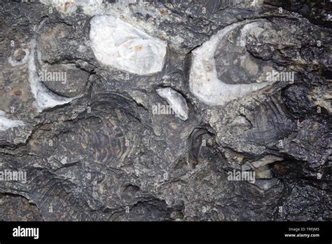 Bivalve Fossils In Middle Jurassic Lias Limestone Outcrop Loch Slapin