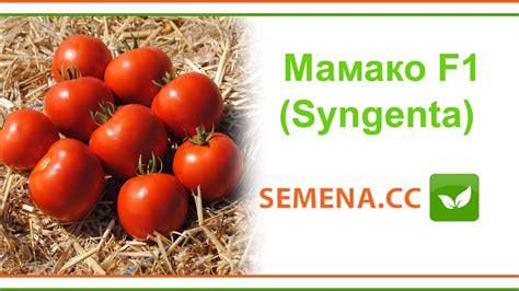 Мамако F1 томат (Syngenta) Культура в полі - YouTube