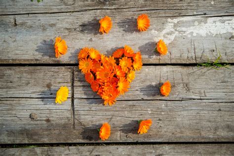 Autumn Craft Ideas 5 Seasonal Activities Chd Living