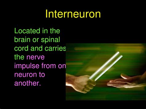 Ppt Nervous System Powerpoint Presentation Free Download Id 9413623