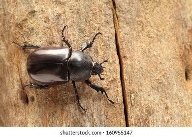 Beetle Sex Royalty Free Images Stock Photos Pictures Shutterstock