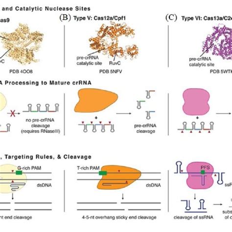 Basic Structure And Functions Of Class 2 Crispr Cas Types A The