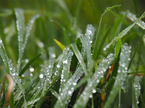 Download Grass Patch With Water Droplets Background