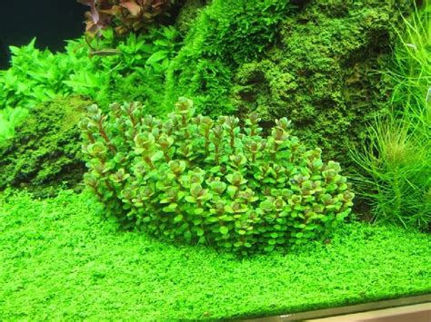 АММАНИЯ БОНСАЙ (Ammania sp.«Bonsai») » Домашний аквариум