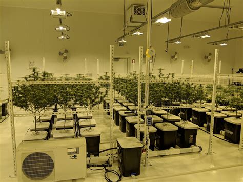 RDWC Grow Tips Current Culture H2O