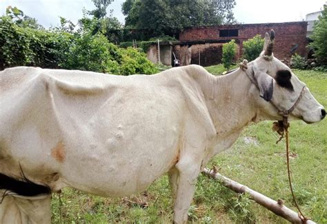 Alert Regarding Lumpy Skin Disease In Varanasi 63 Thousand Vaccines