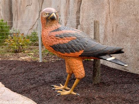 Daggetts Eagle Naturerules1 Wiki Fandom