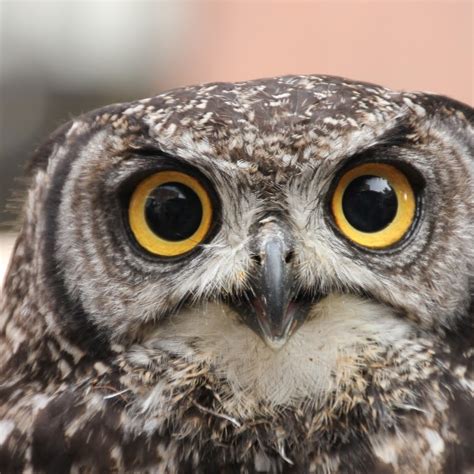 Abstract Python Youtube