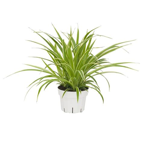 Chlorophytum Spider Ocean Olive Hill Greenhouses