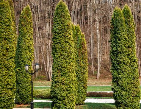 How To Trim Arborvitae Trees A Step By Step Care Guide Backyard Virtuoso