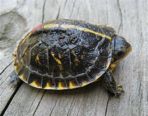 Young Florida Box Turtle