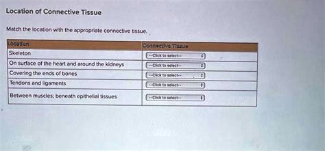 Location Of Connective Tissue Match The Location With The Appropriate Connective Tissue On