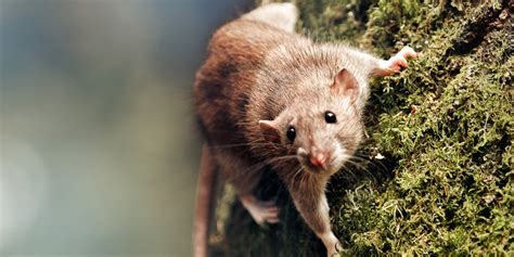 Tree Rat Identification