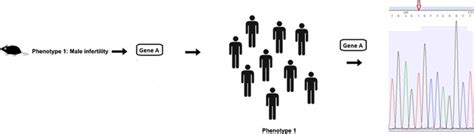 Candidate Gene Approach The Method Involves Identifying A Cohort Of