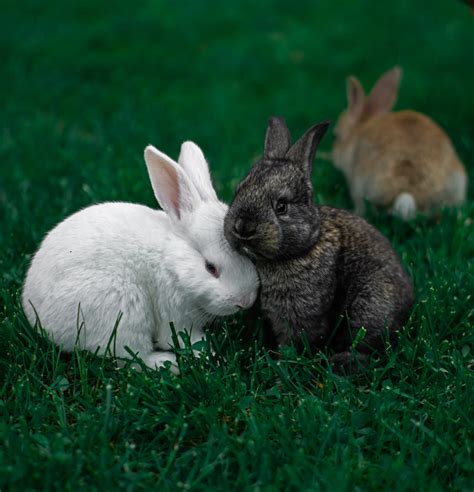 15 Cute Facts About Rabbits Discover Walks Blog