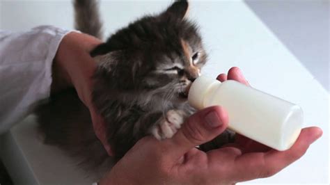Kitten With Pleasure Eats Milklittle Kitten Stock Footage Sbv