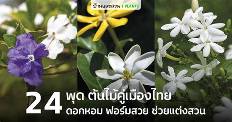 พุดป่า บ้านและสวน
