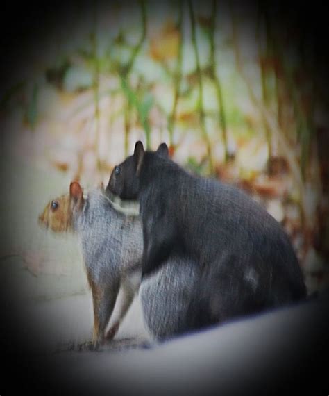 Bookofjoe Shades Of Grey Squirrels Mating
