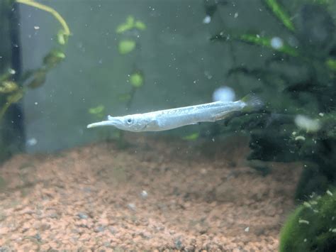 Aquariums Help Me In Identifying Gender Of Wrestling Halfbeak Please