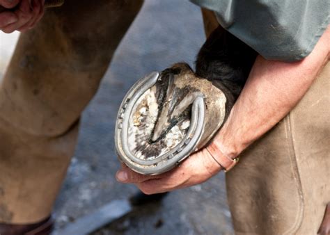 Arklio Uždegimas Simptomai Priežastys Gydymas Feralt