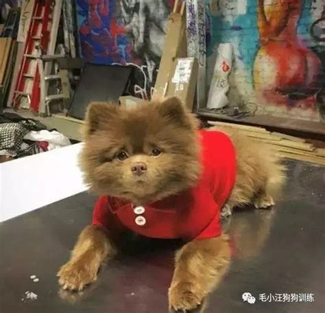 小博美因為神似狗熊被主人拋棄，沒想到遇到女藝術家後，竟然在藝術界走紅 每日頭條