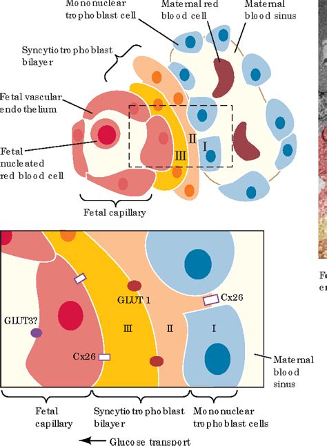 Figure 3 From Mouse Placenta Development Of Structures And Transport