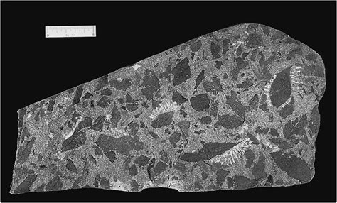 An Example Of Occurrence Of Plant Macrofossils In The Ieda Group