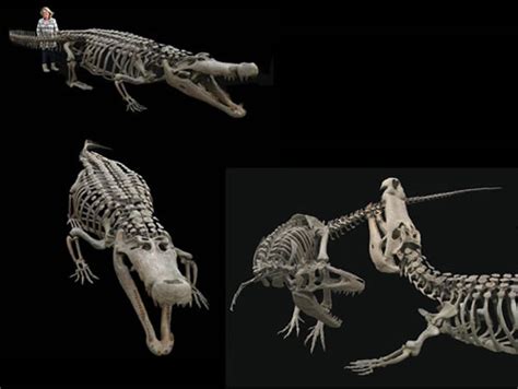 Deinosuchus Skeleton Gaston Design Inc