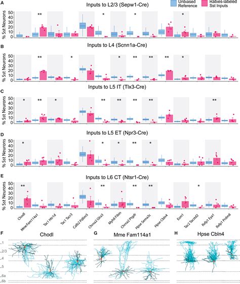 Transcriptomic Cell Type Specificity Of Local Cortical Circuits Neuron