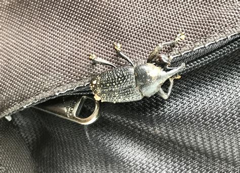 This Decapitated Ant Head Stuck In The Beetle Antenna Rnatureismetal